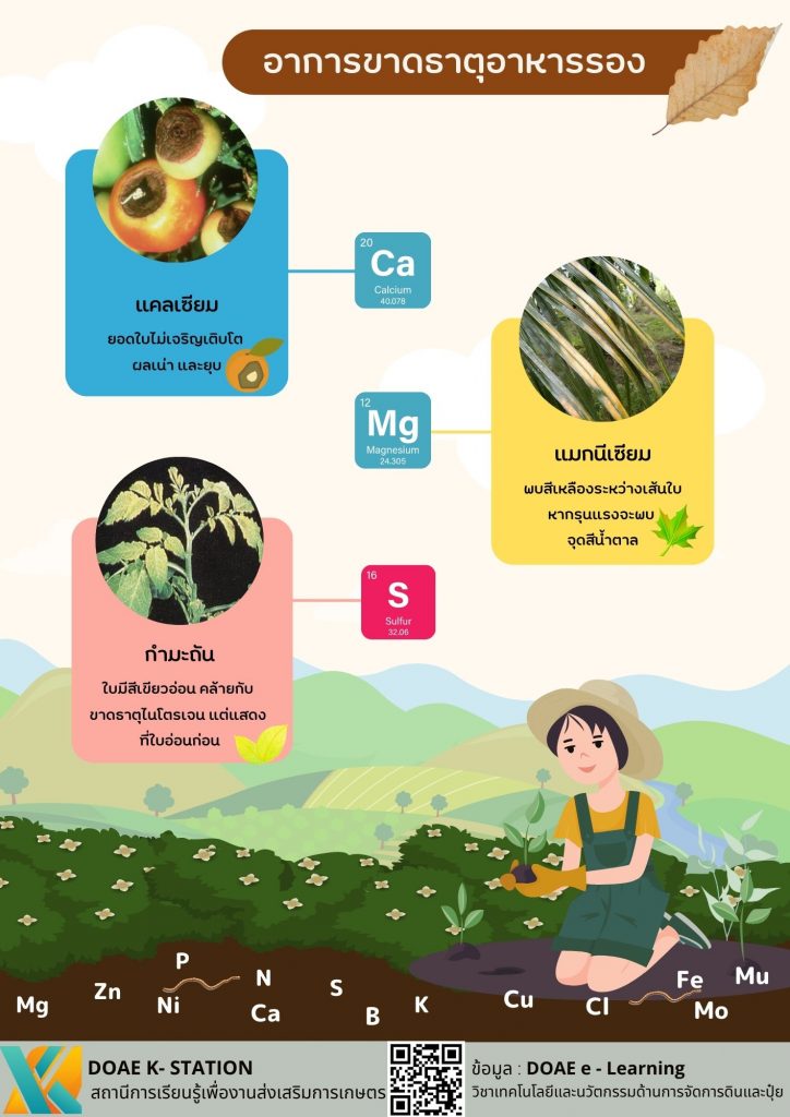 อาการขาดธาตุอาหารรอง – DOAE K-STATION