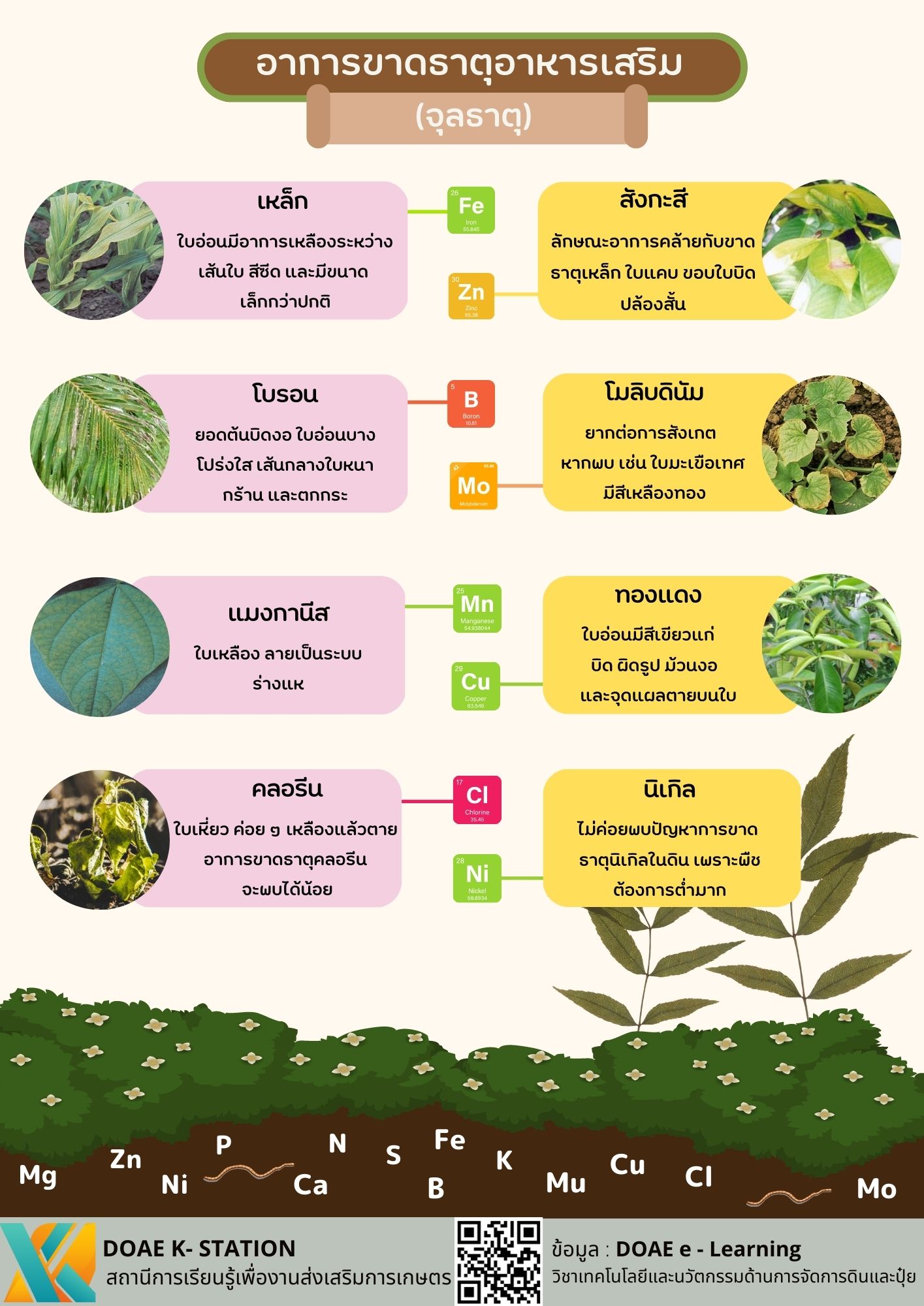 อาการขาดธาตุอาหารเสริม (จุลธาตุ) – DOAE K-STATION