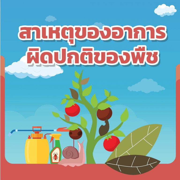 Infographic – DOAE K-STATION