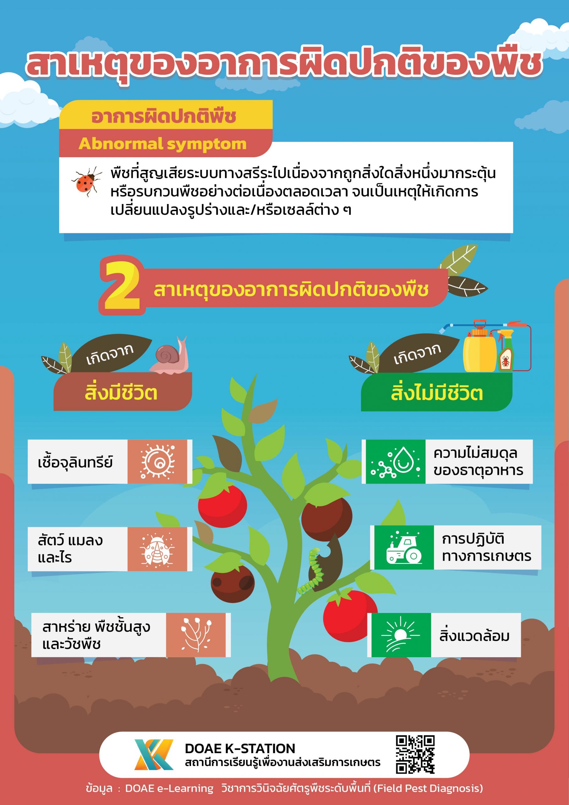 สาเหตุของอาการผิดปกติของพืช – DOAE K-STATION